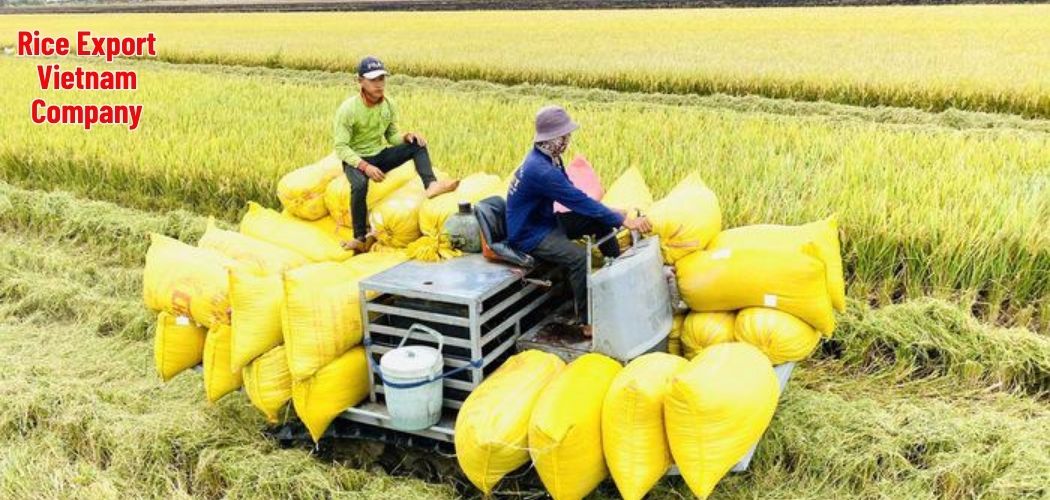 DT8 Rice: High-Yielding Vietnamese Variety for Bulk Import - Rice ...