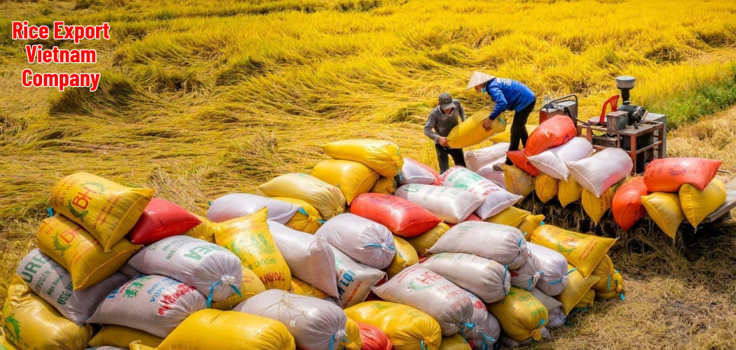 Quality & Certifications: Your Trusted Vietnamese Rice Partner - Rice ...