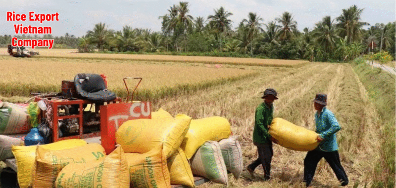 Contact Us – Your Gateway to Vietnam’s Top-Quality Rice Exports at Low ...