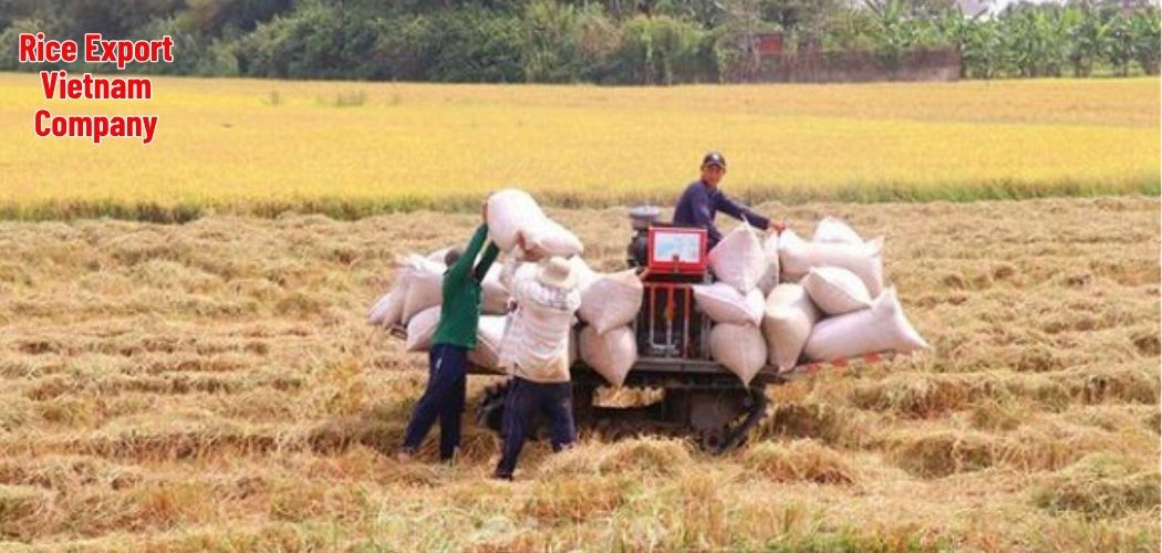 Rice Trade Policies & Export Quotas: A Global Perspective - Rice ...